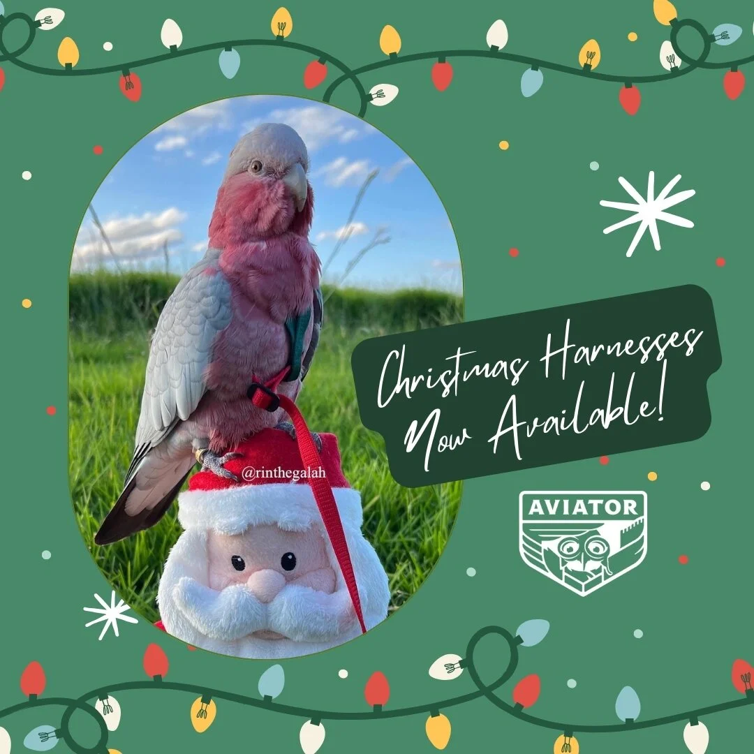 Vision-Impaired Turkey Vulture Benefits from the Aviator Harness | The ...