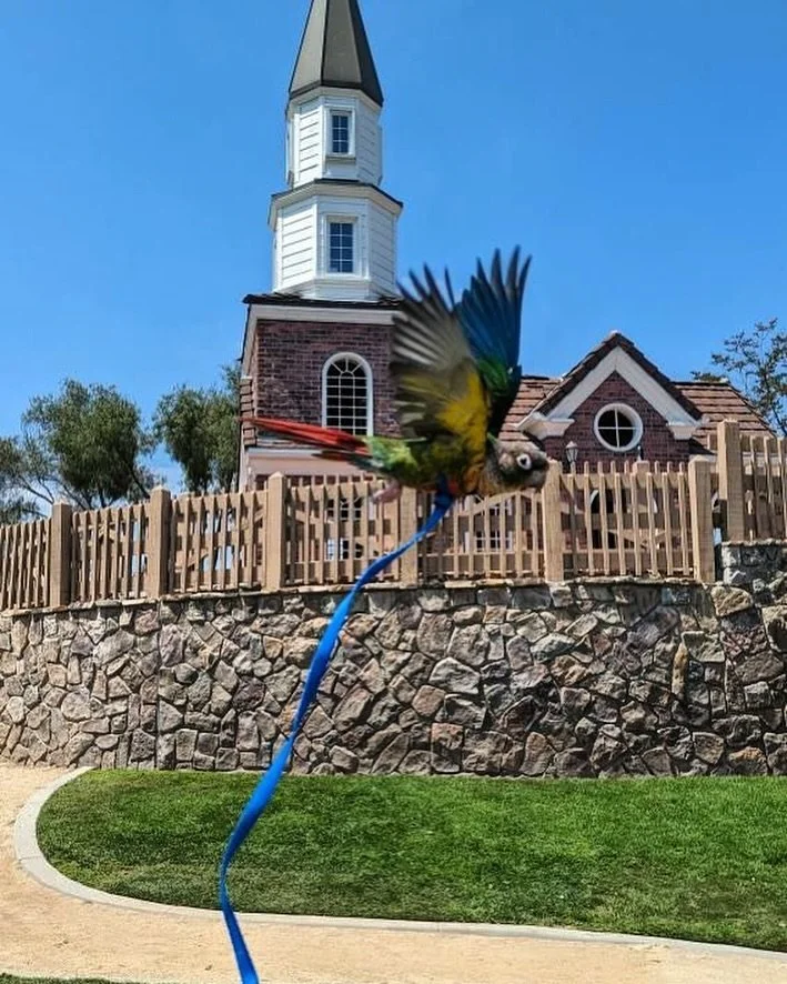 Bird Sitter DVD | The Aviator Harness