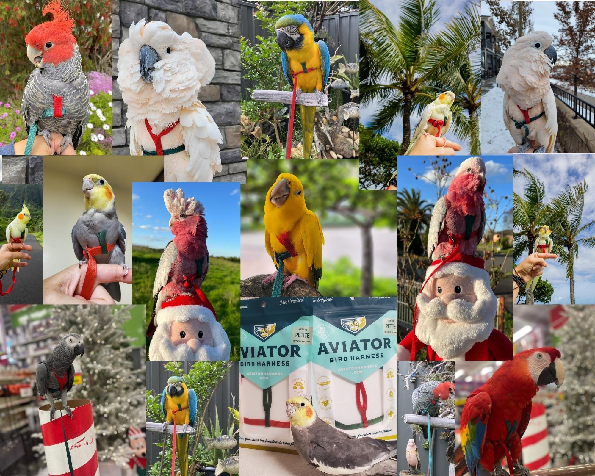 Bird Harnesses, Leashes, & Accessories | Aviator Bird Harness