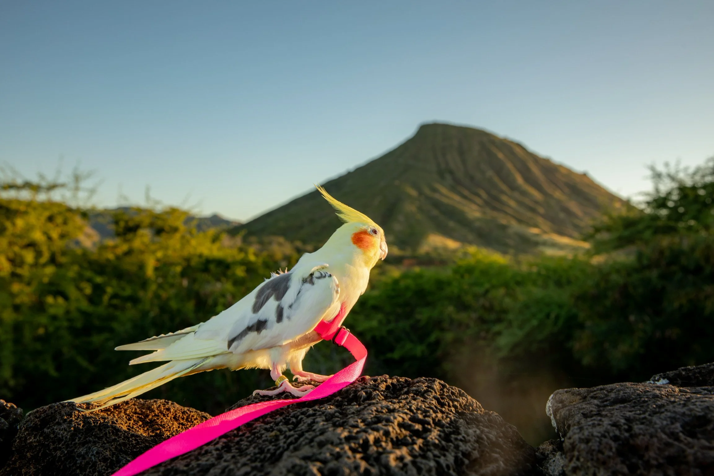 Bird Harnesses, Leashes, & Accessories | Aviator Bird Harness