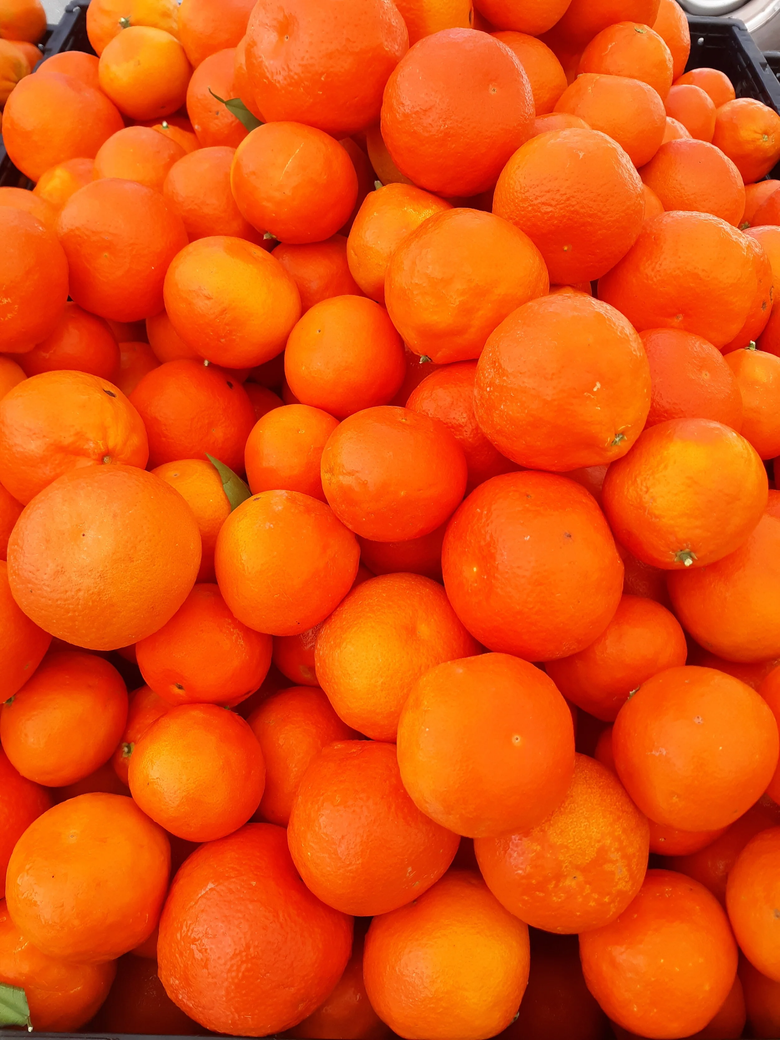 What We Grow — C. McFarlin Family Farms