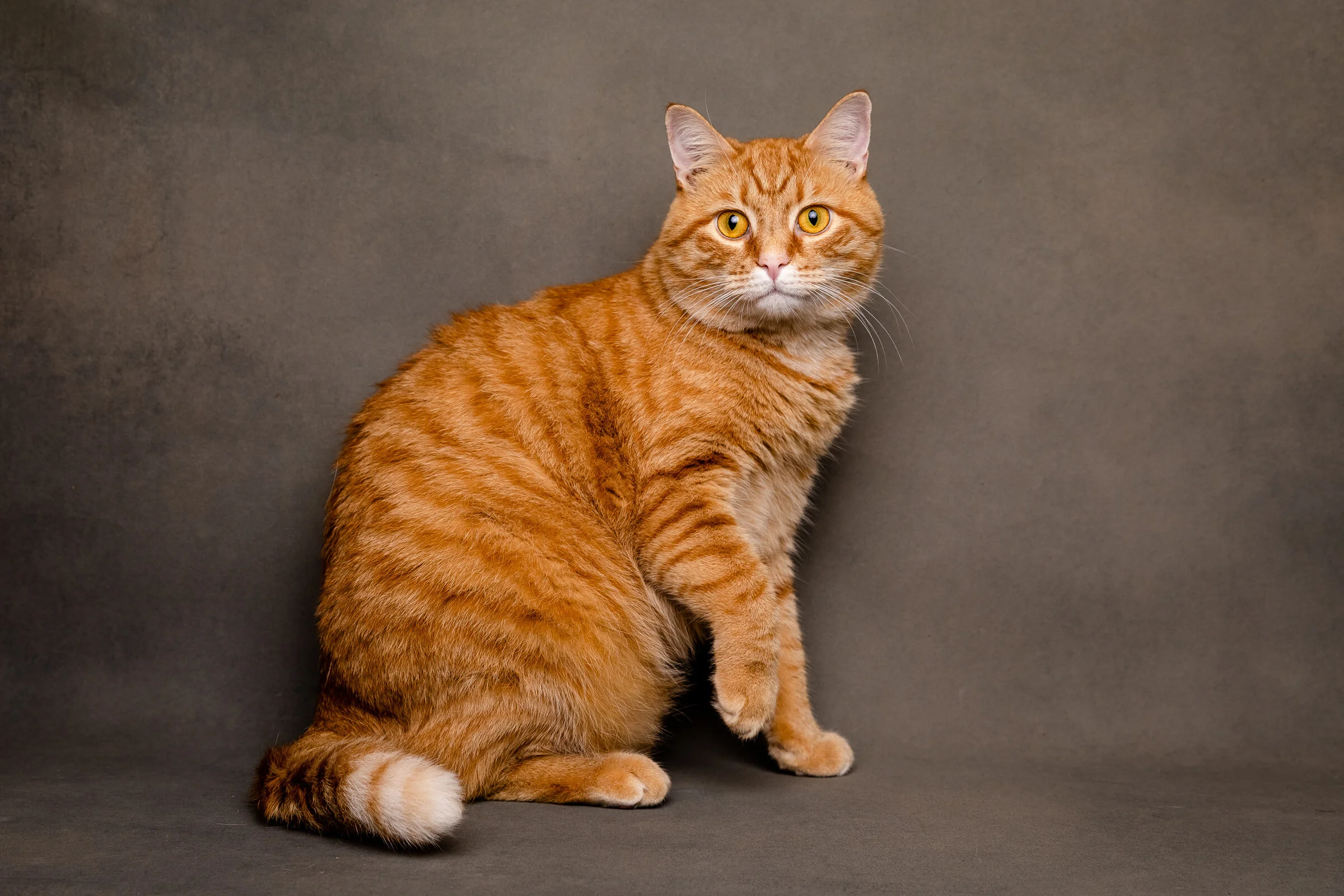 George — Cat Colloquium