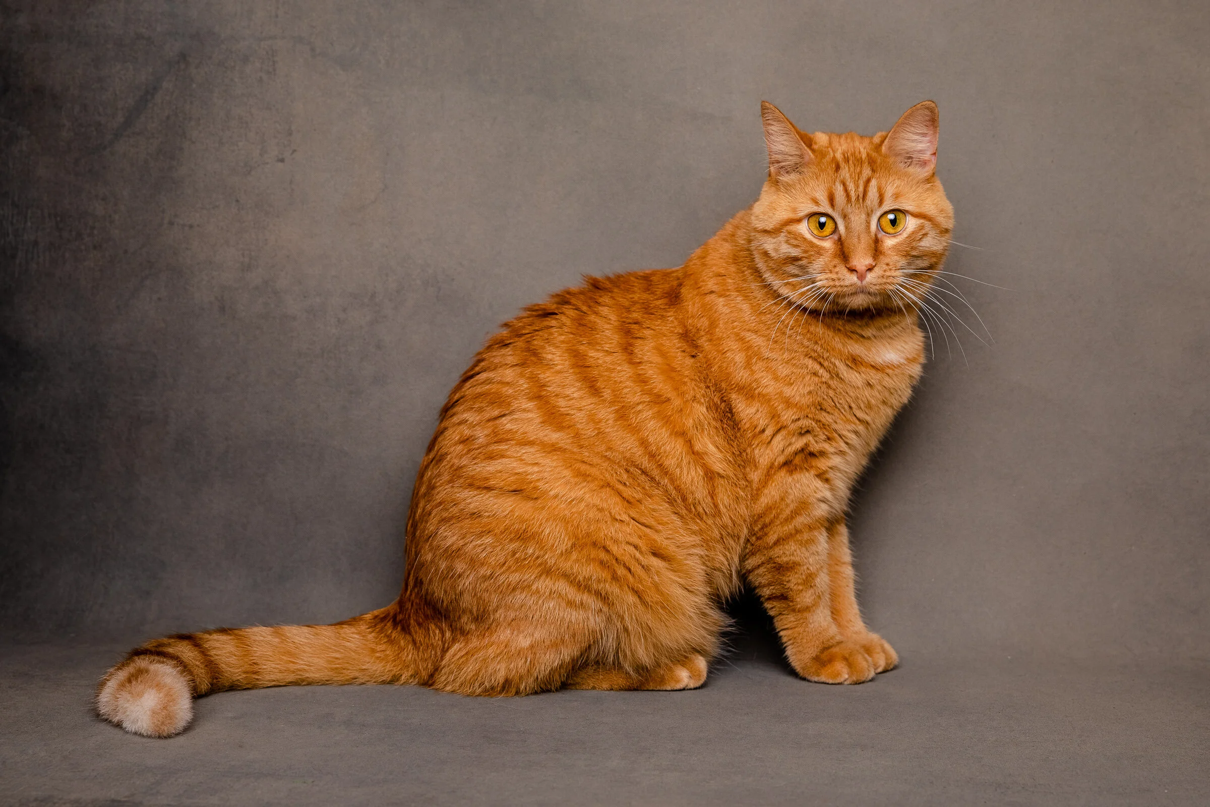 Eliot — Cat Colloquium