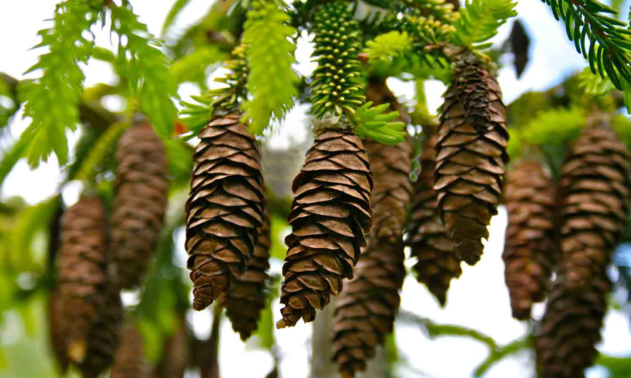 Untitled [www.selecthorticulture.com]