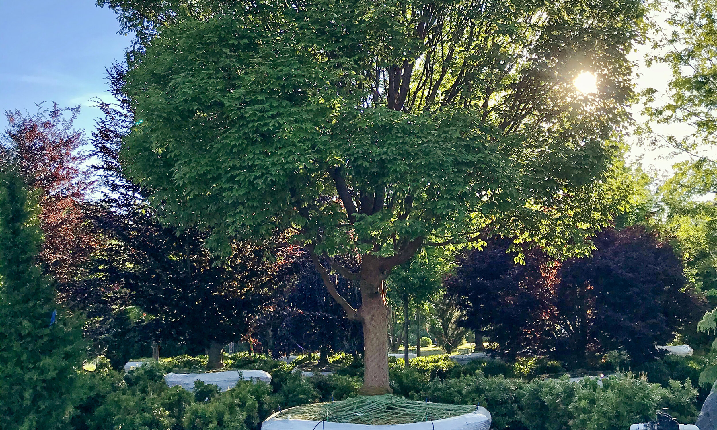 Untitled [www.selecthorticulture.com]