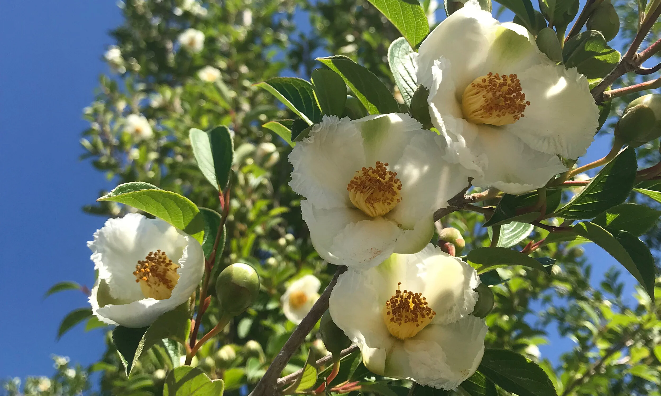 Untitled [www.selecthorticulture.com]