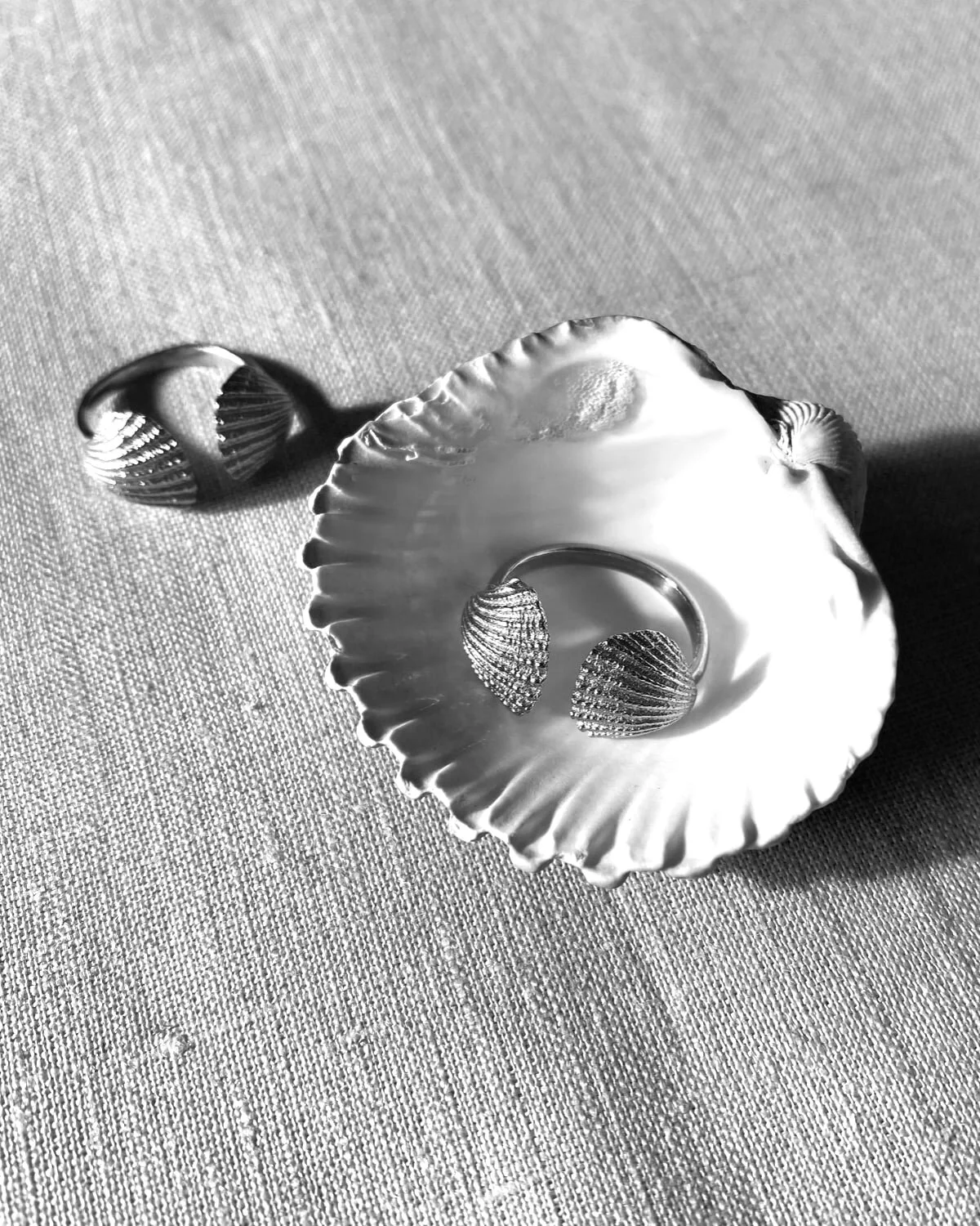 IN WATER - CARDITA SHELL RING — Atteya