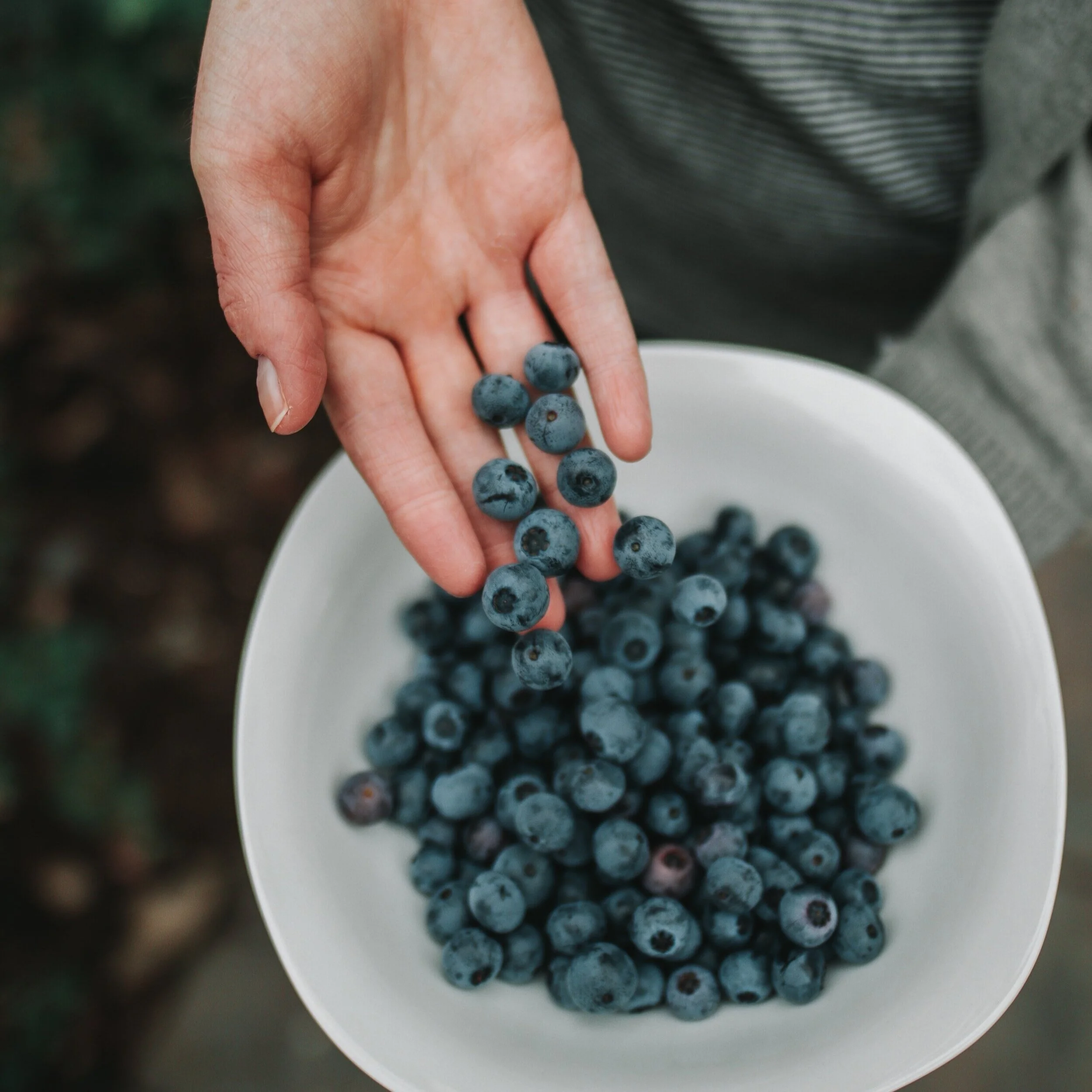 Berry UP Blueberries