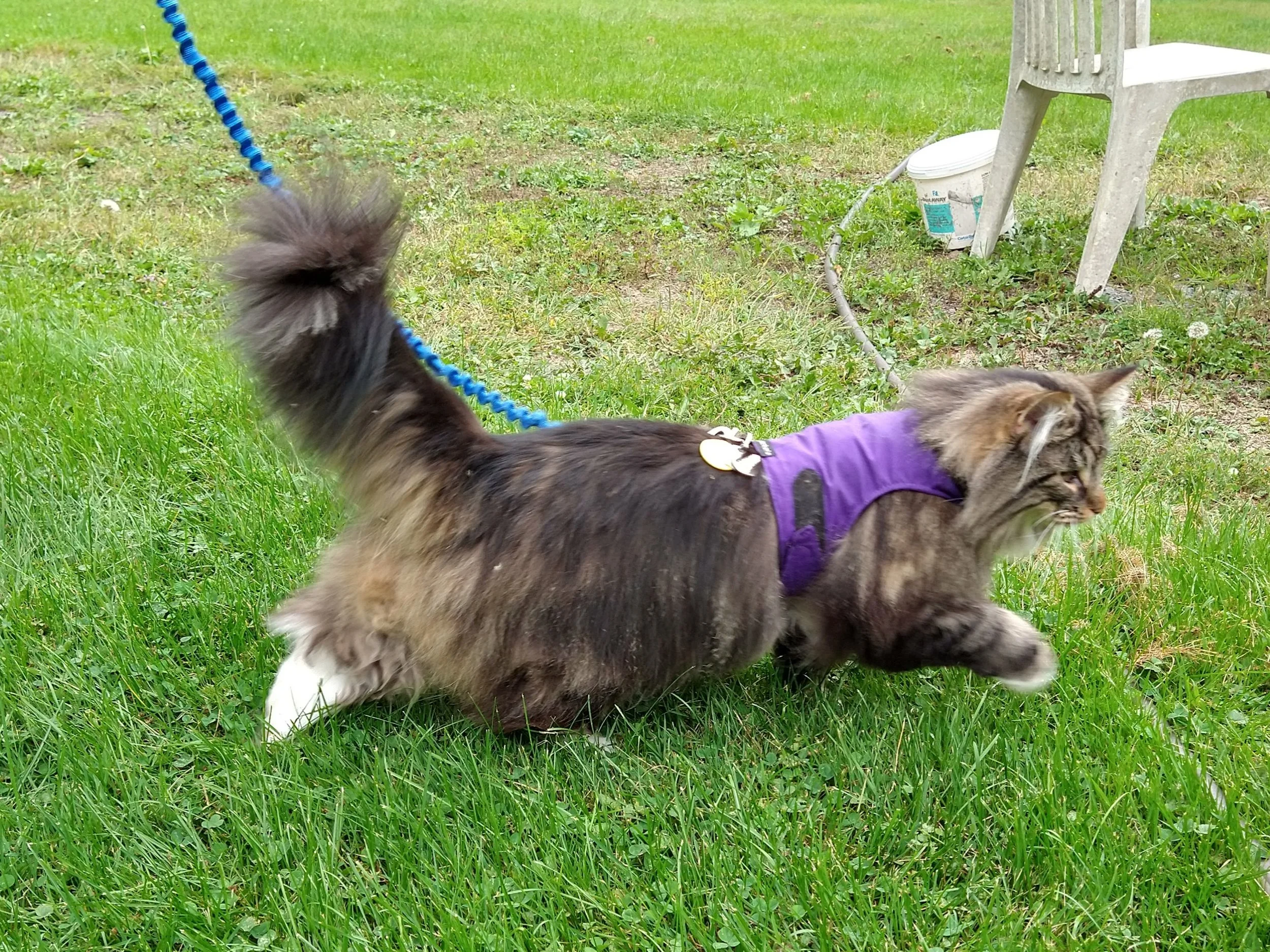 Catwalk — Mynwood Cat Jackets