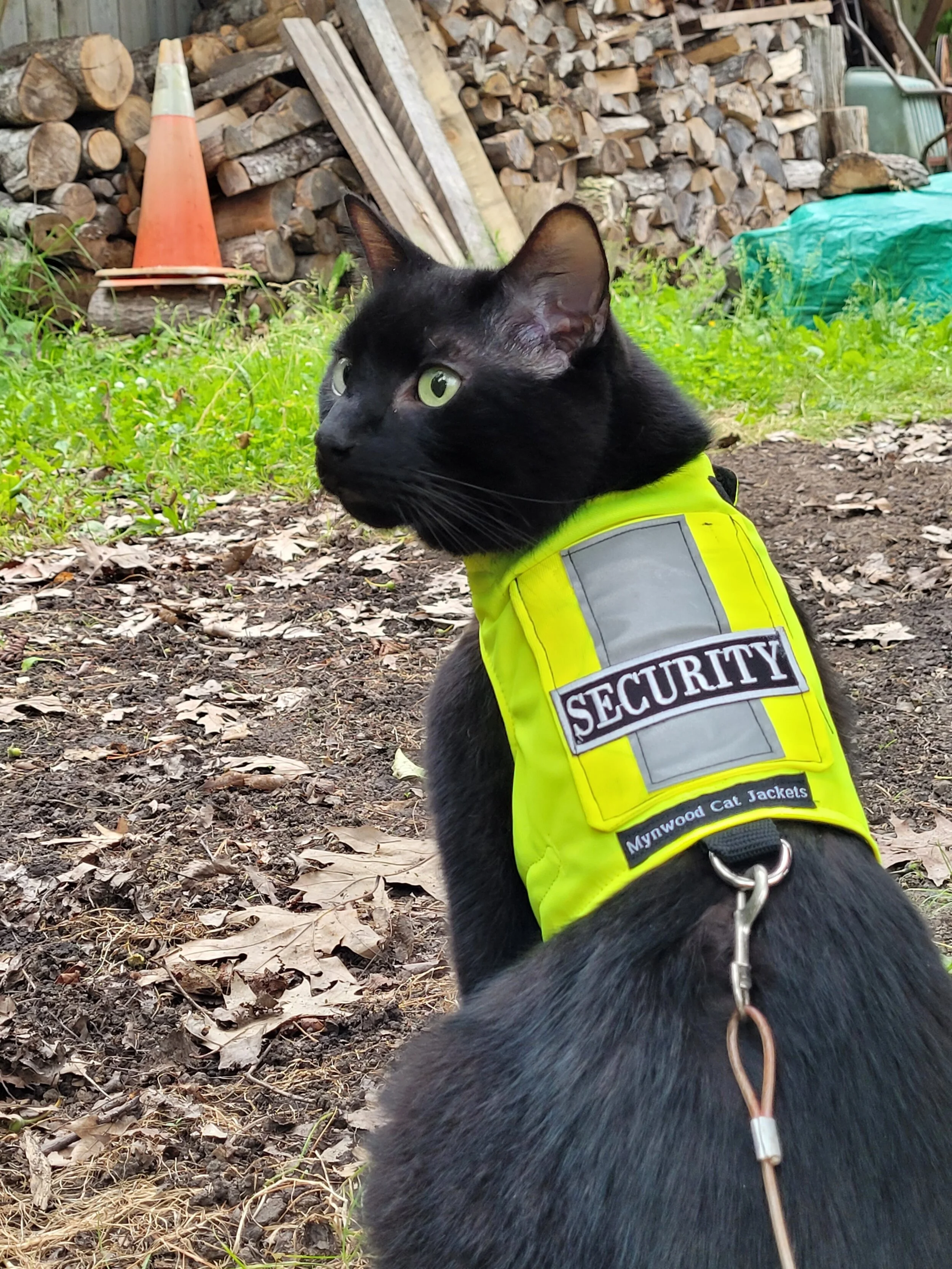Catwalk — Mynwood Cat Jackets