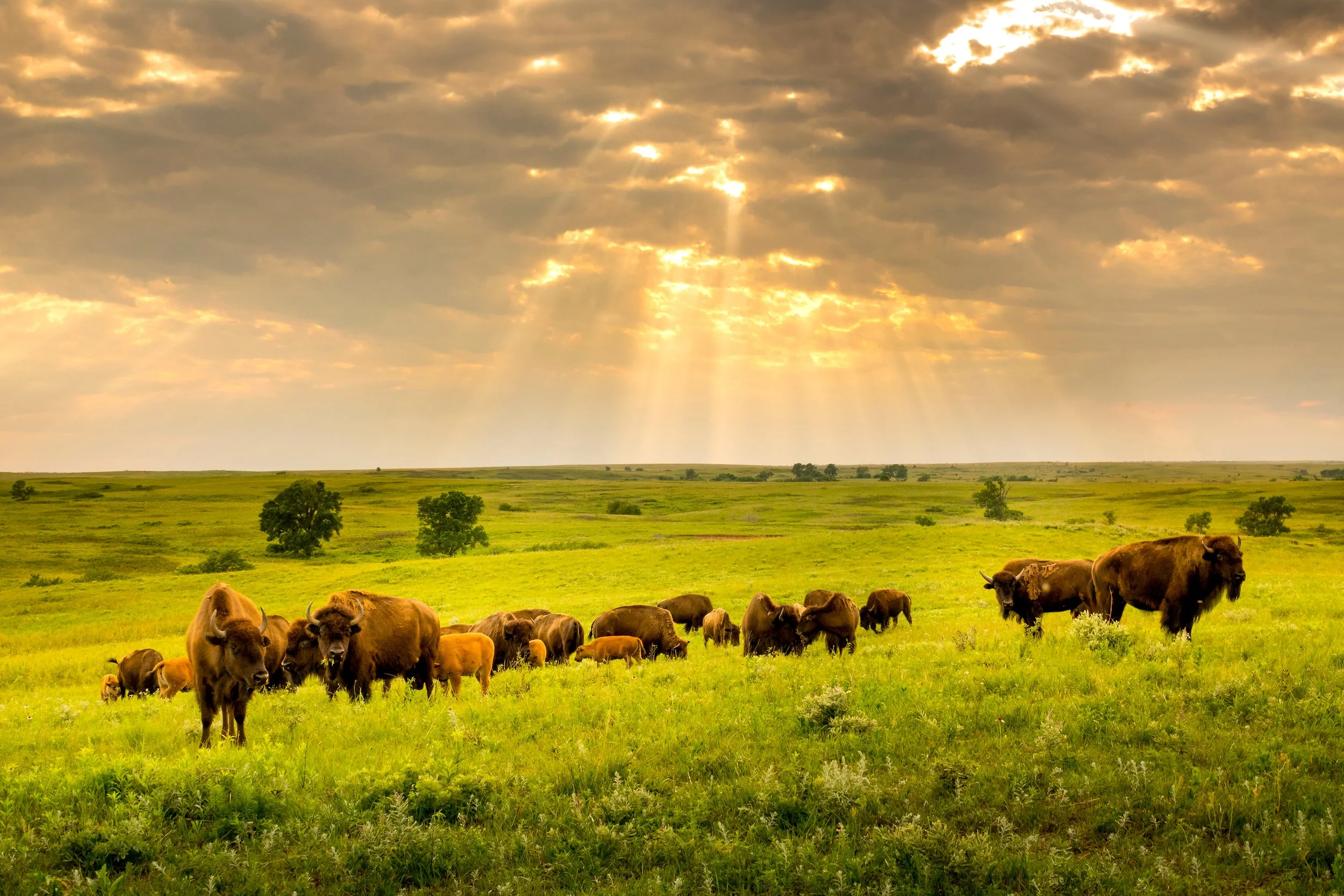Join Grasslands Conservation Today
