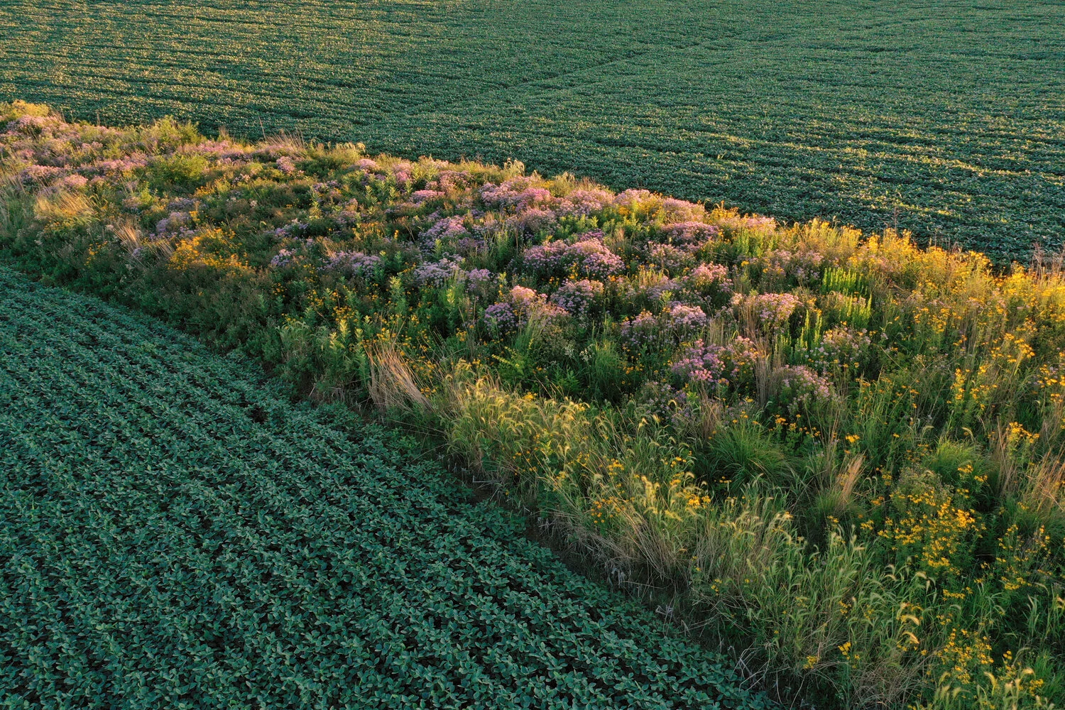Prairie Strips* — HOMEGROWN NATIONAL PARK