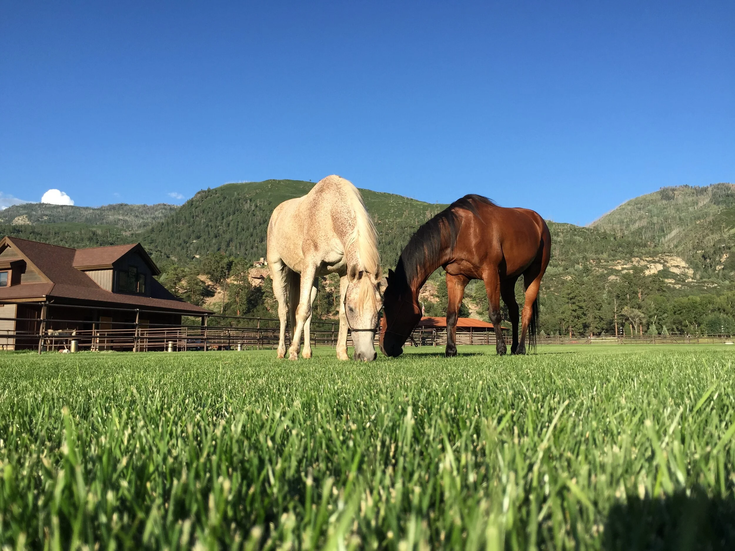 Altitude Arabians