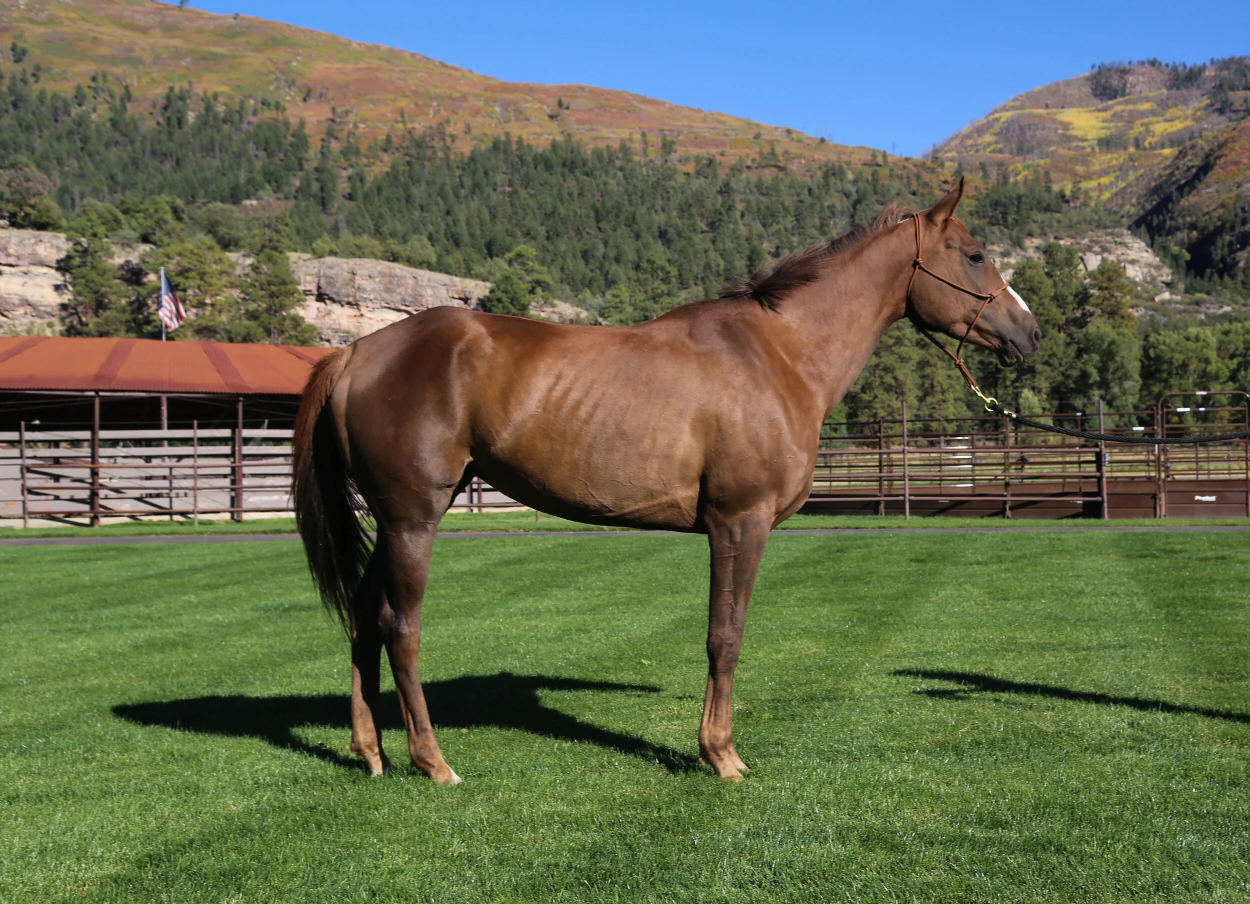 Altitude Arabians
