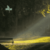 Morning Sunlight Benefits for Mood, Sleep & Immunity — SageMED