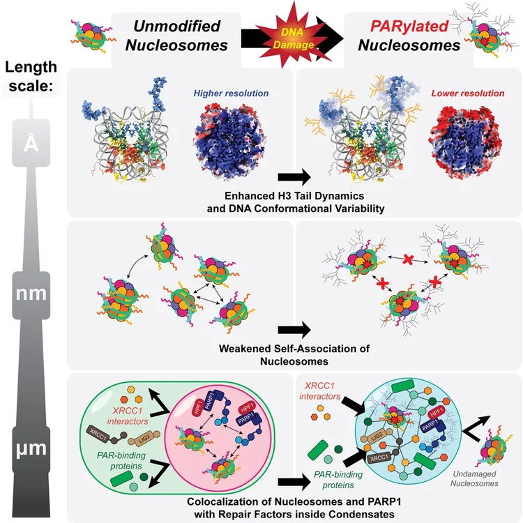 Publications — VAHIDI LAB - Biomolecular Machines in Health and Disease