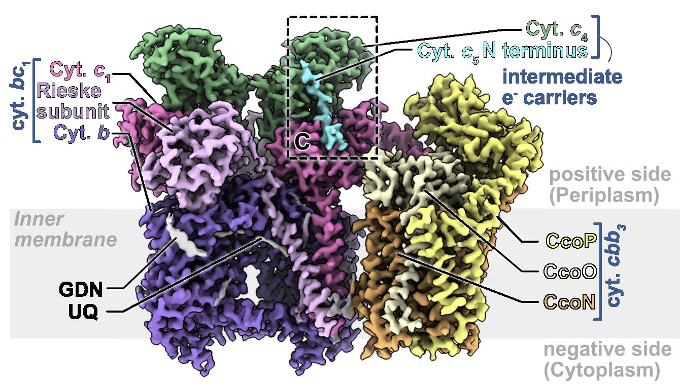 Publications — VAHIDI LAB - Biomolecular Machines in Health and Disease