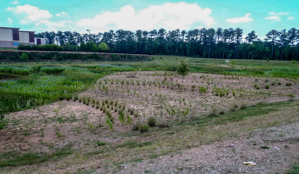 Constructed Wetland in Stormwater Management — Dragonfly Pond Works