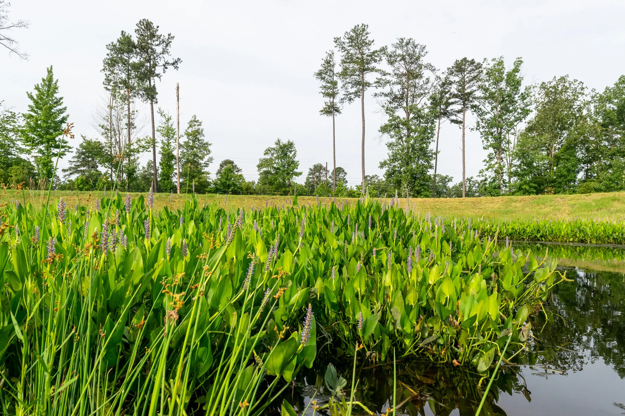 Stormwater Wetlands 101 — Dragonfly Pond Works