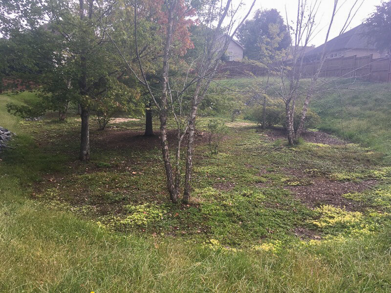 Bioretention Basin Health: Effective Stormwater Control Measure ...