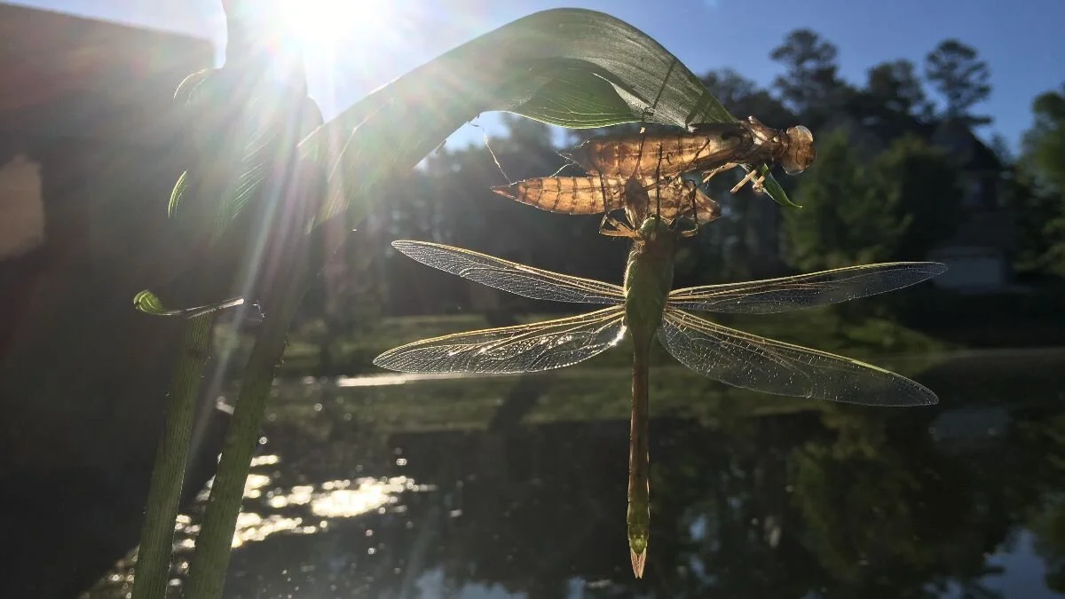 Water in Winter - Pond Wildlife in the Cold Weather — Dragonfly Pond Works