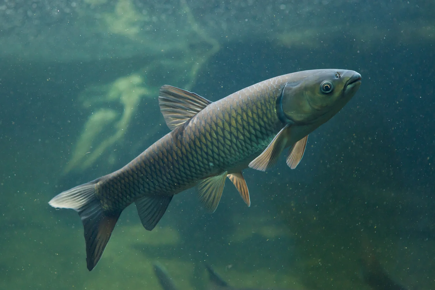 Grass Carp: Stormwater Management Solution for Vegetation Control ...