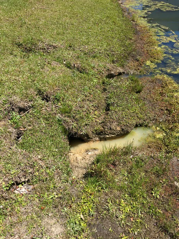 Muskrat Pond Damage: Avoiding Damage and Costly Repairs — Dragonfly ...