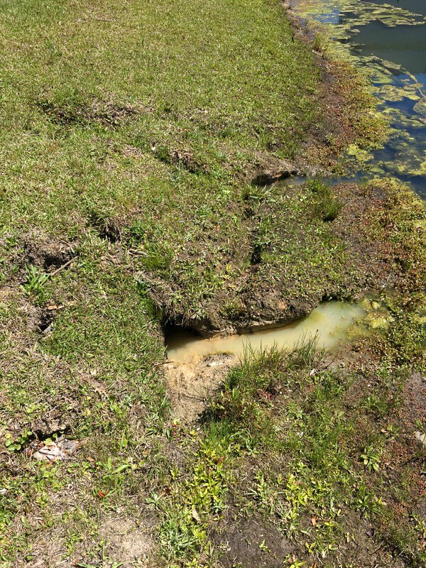Muskrat Pond Damage: Avoiding Damage and Costly Repairs — Dragonfly ...