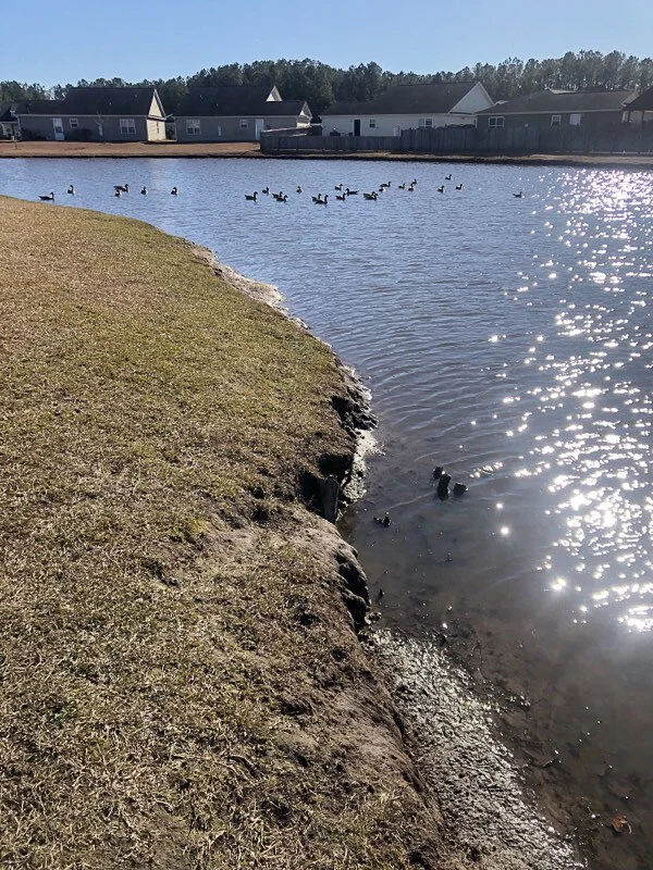 Waterfowl Pond Damage: Avoiding Damage and Costly Repairs — Dragonfly ...