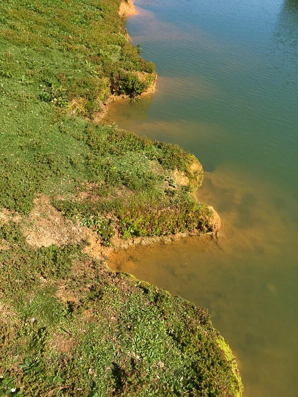Waterfowl Pond Damage: Avoiding Damage and Costly Repairs — Dragonfly ...