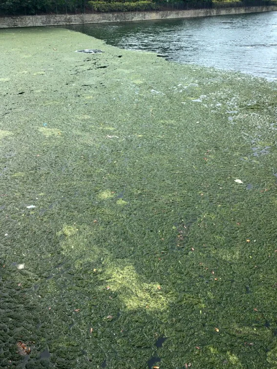 Waterfowl Pond Damage: Avoiding Damage and Costly Repairs — Dragonfly ...