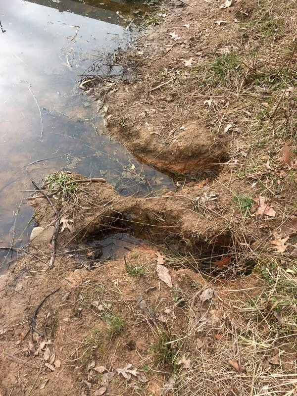 Beaver Pond Damage: Avoiding Damage and Costly Repairs — Dragonfly Pond ...