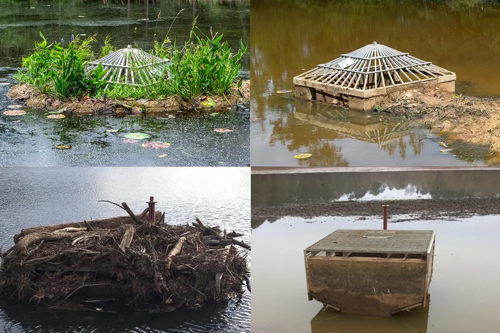 Beaver Pond Damage: Avoiding Damage and Costly Repairs — Dragonfly Pond ...