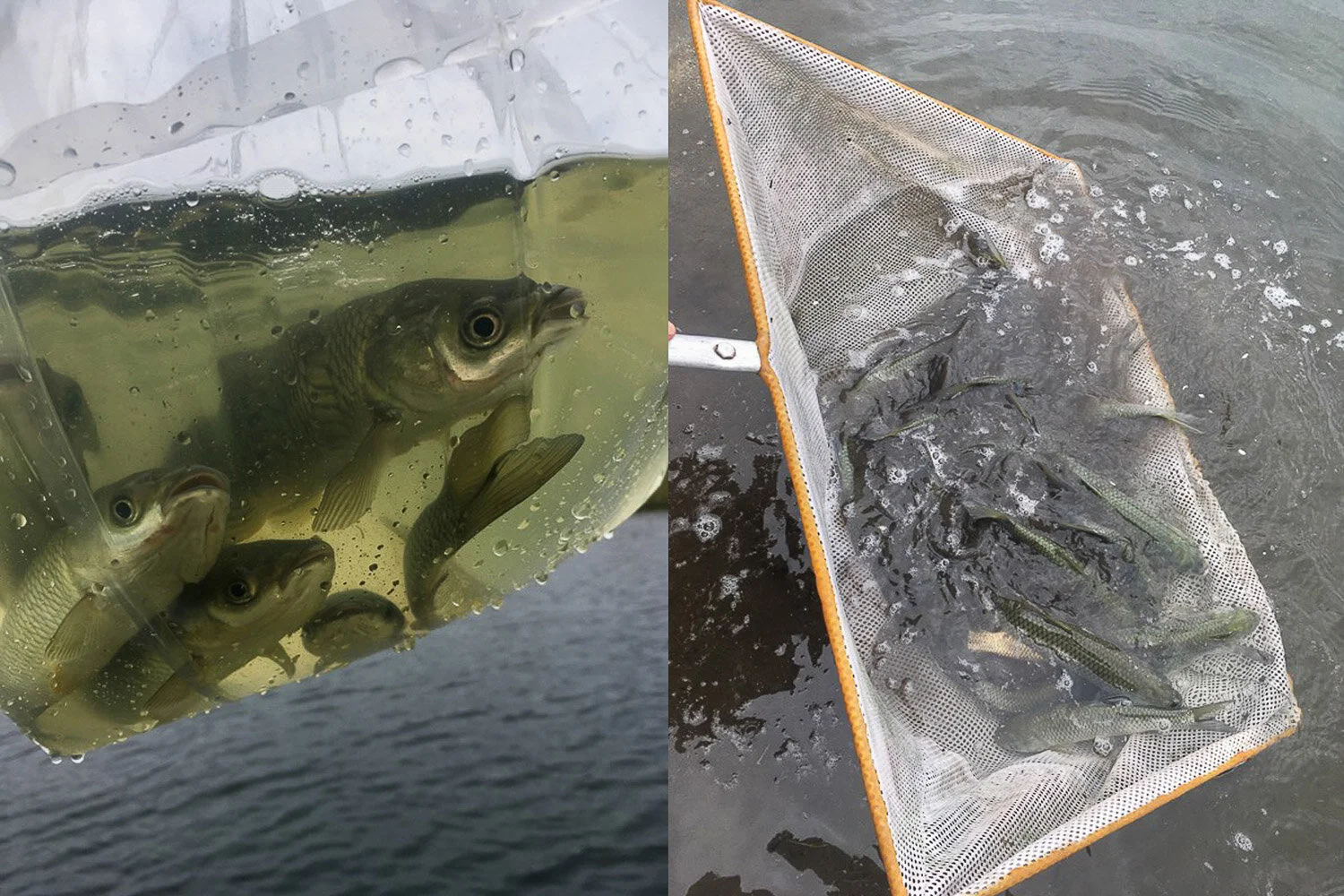 Florida Community HOA Lake Maintenance Company — Dragonfly Pond Works