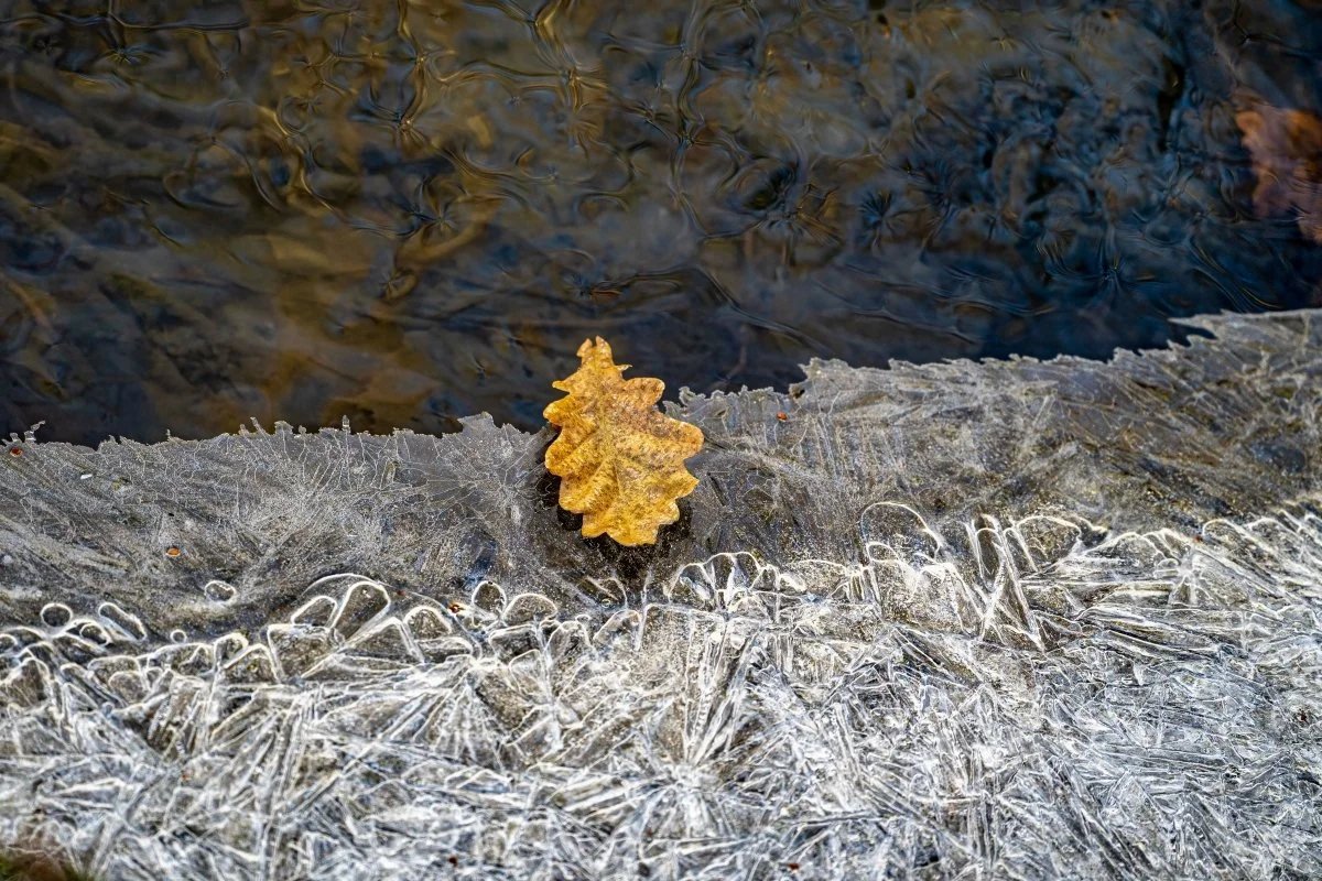 Washington Printmakers Gallery