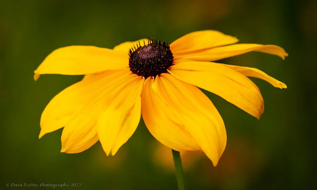 Dave Nutter Photography