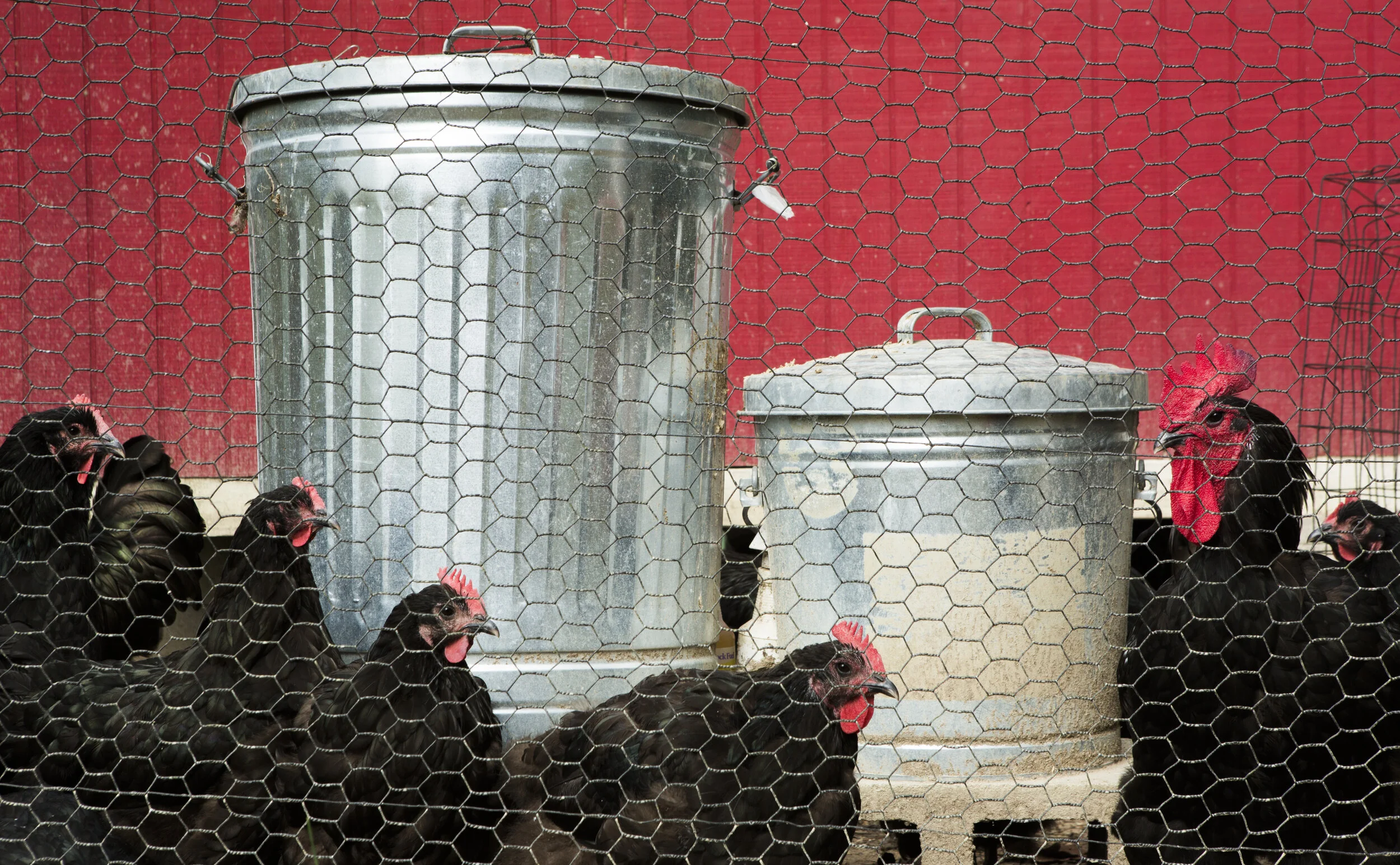 Farm at Penny Lane — XDS