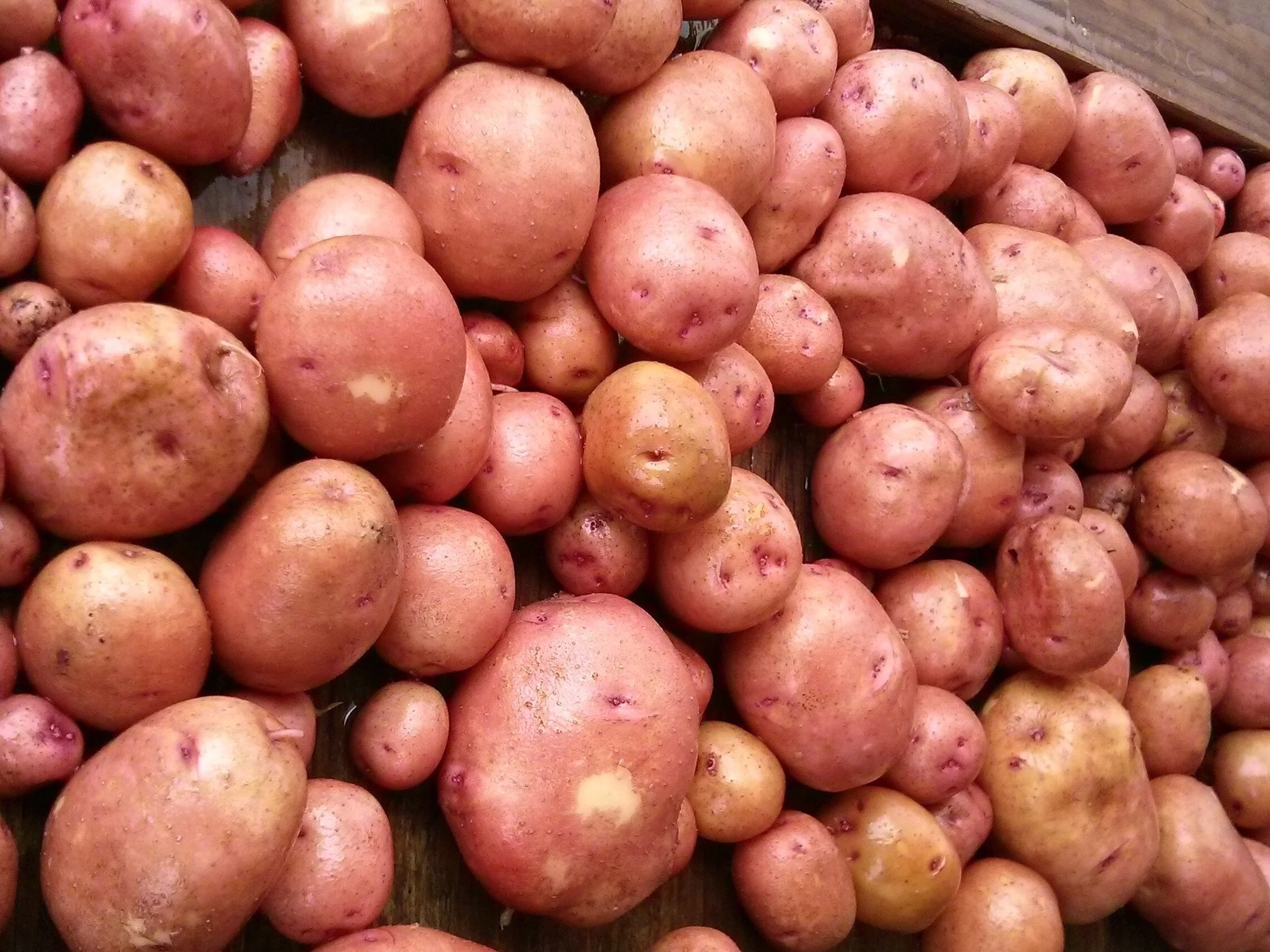 Healthy Food Initiatives — XDS