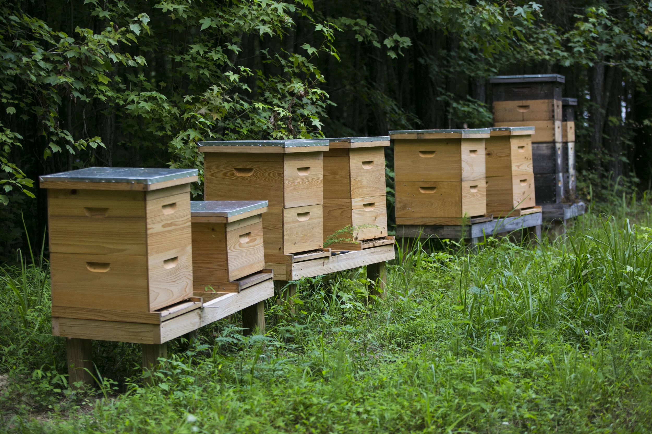 Farm at Penny Lane — XDS