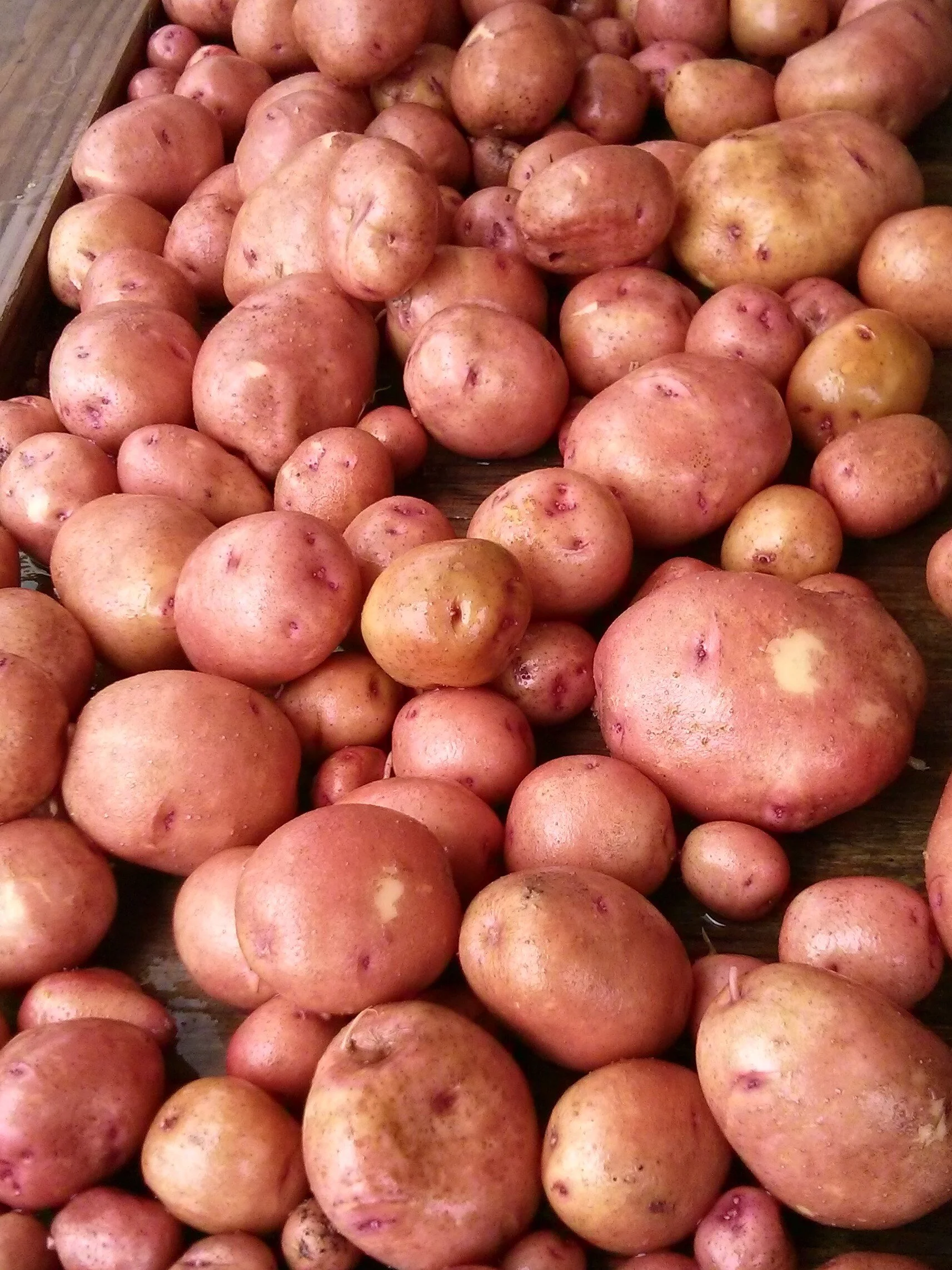 Farm at Penny Lane — XDS