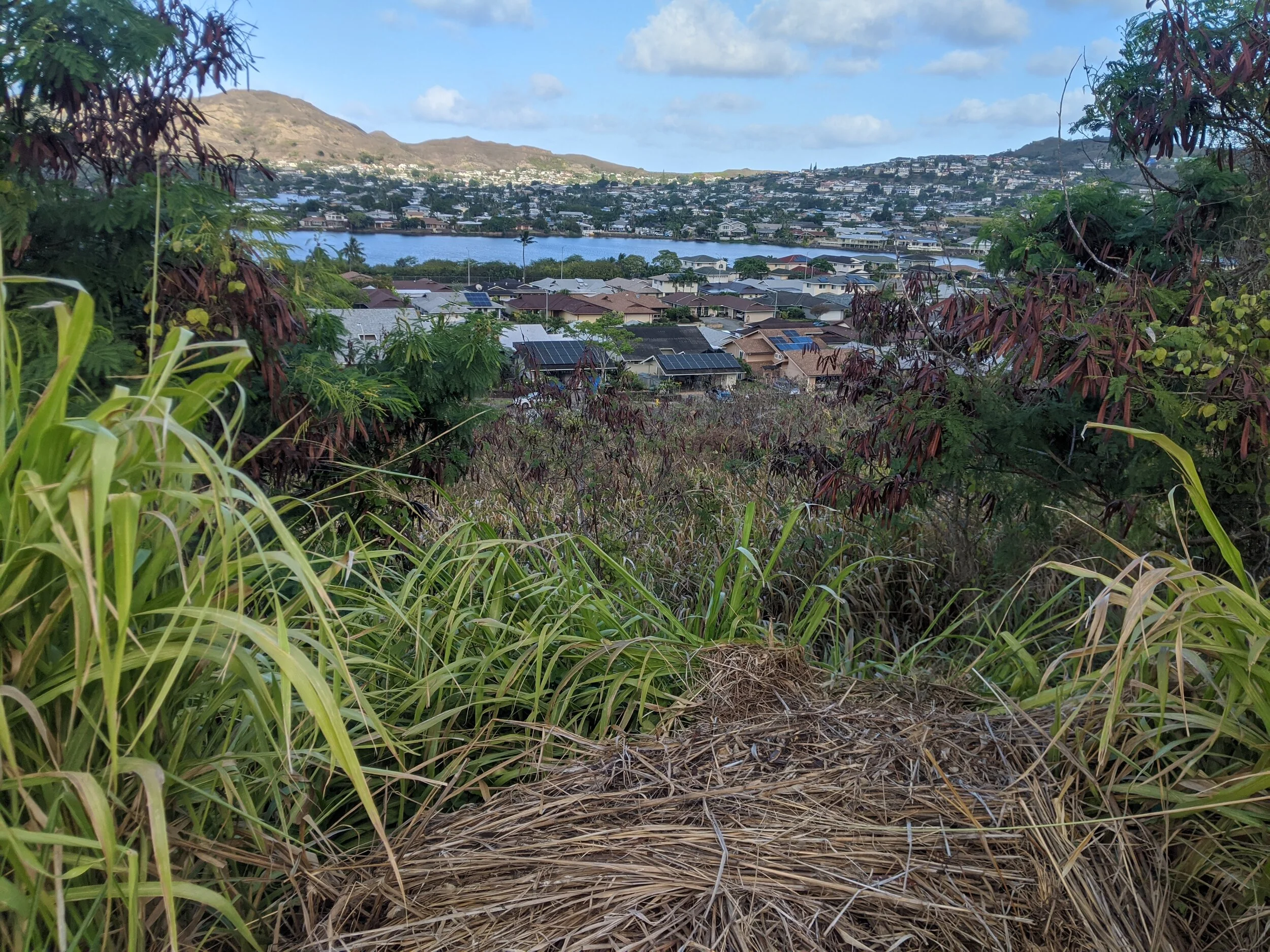 Invasive Plant Remediation (Fire Risk & Erosion Reduction) — Enchanted ...