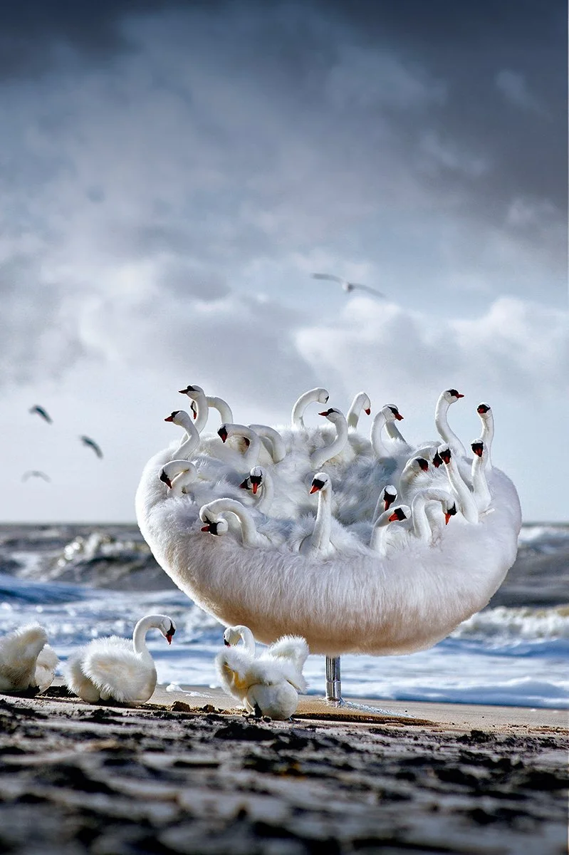 AP Collection — Belgian Furniture