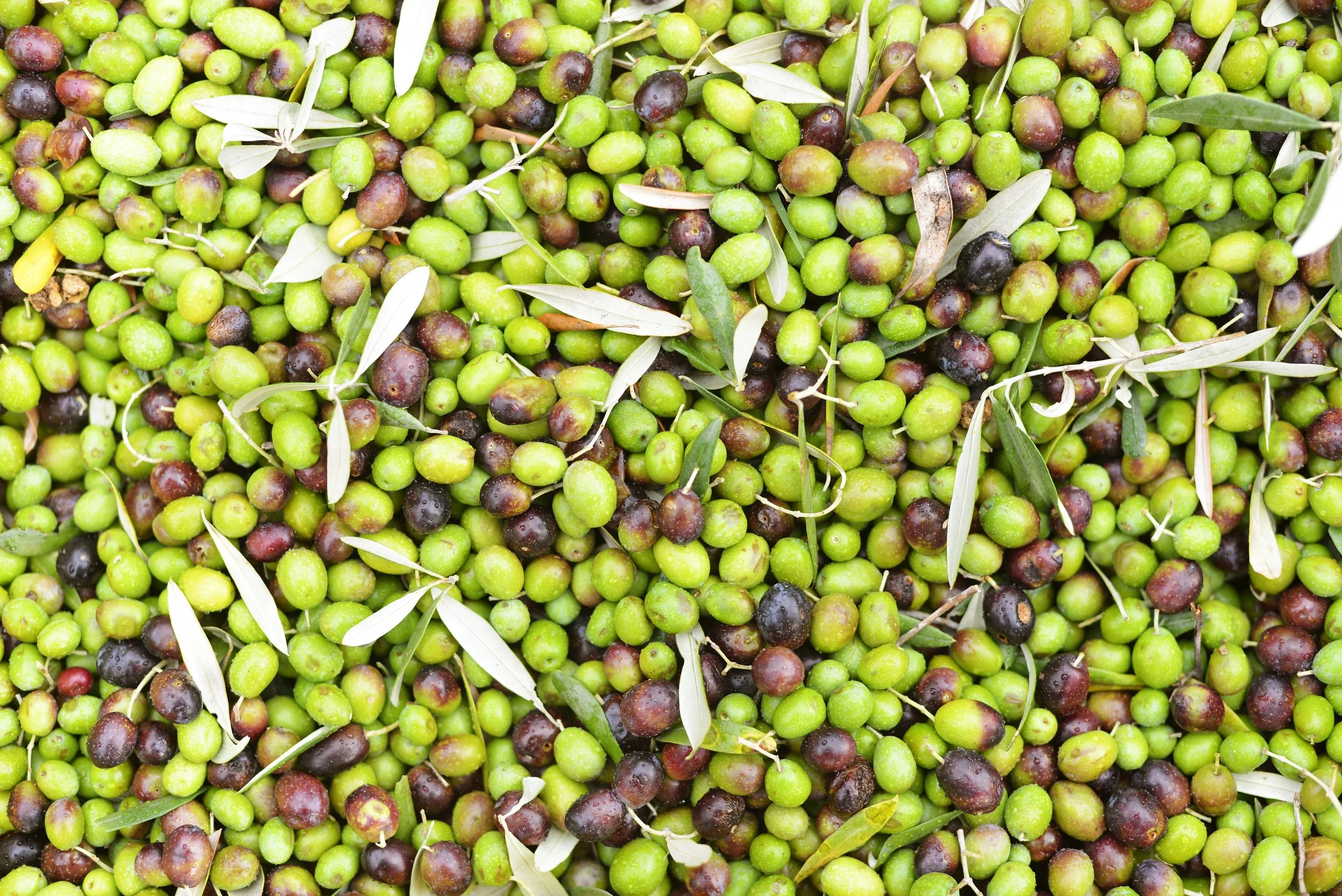 La raccolta delle olive — Villa Cicchi