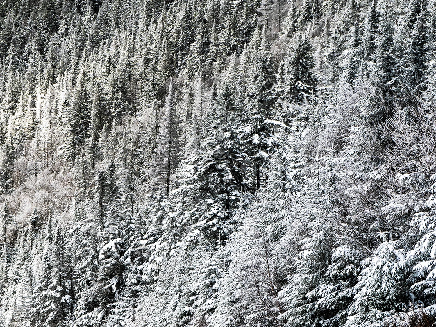 Winter — Waterville Valley Resort Association