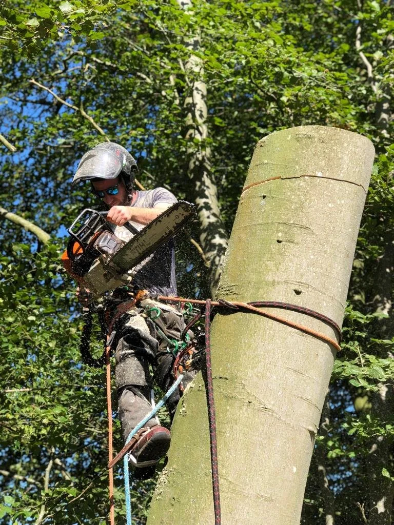 Tree Surgeons & Maintenance | Arborists | Smith & Arbor
