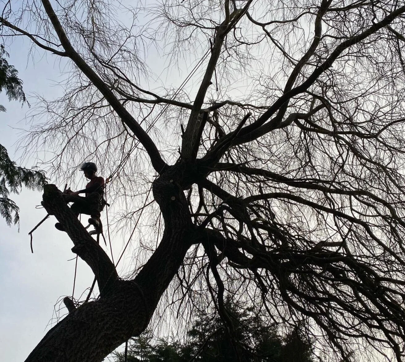 Tree Surgeons & Maintenance | Arborists | Smith & Arbor