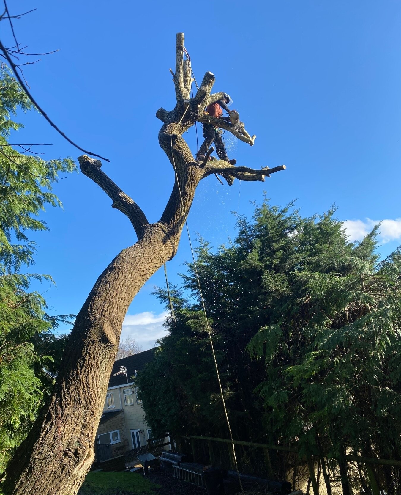 Tree Surgeons & Maintenance | Arborists | Smith & Arbor