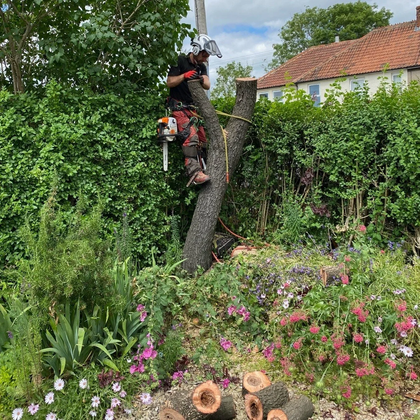 Tree Surgeons & Maintenance | Arborists | Smith & Arbor