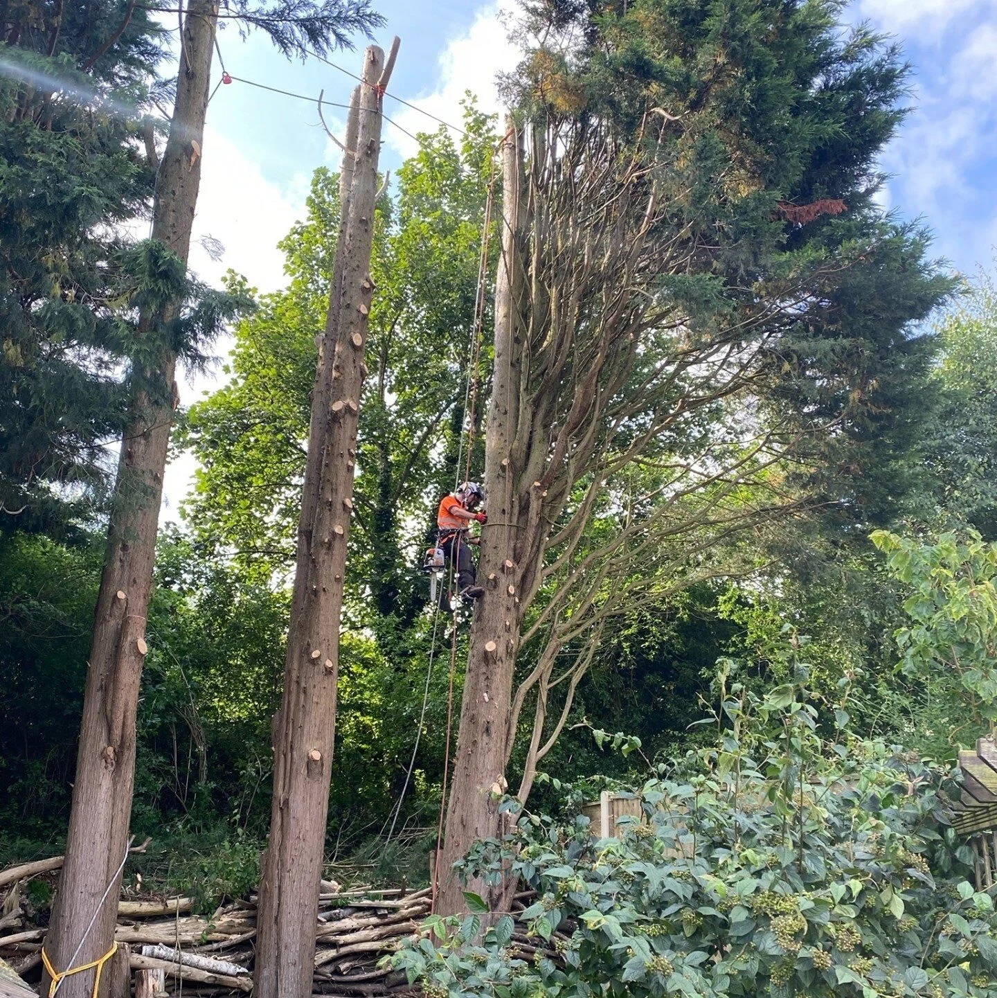 Tree Surgeons & Maintenance | Arborists | Smith & Arbor