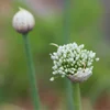 How To Plant Spring Onions — THE POST & RAIL COOKING-GARDENING-ART ...